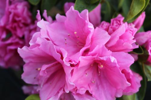 Pink Ruffles Azalea Azalea Pink Ruffles from Taylor's Nursery