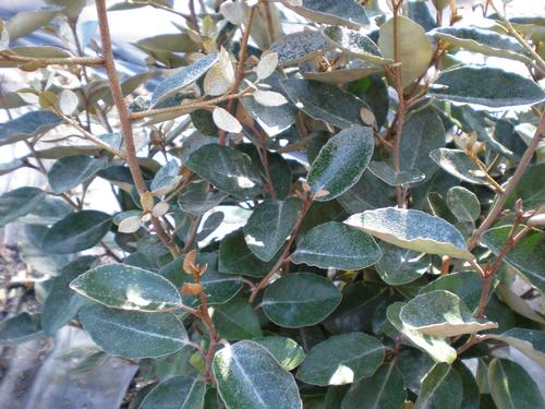 Silverthorn Elaeagnus pungens from Taylor's Nursery