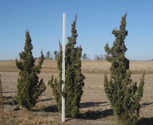 Robusta Green Juniper Juniperus chinensis Robusta Green from Taylor's ...