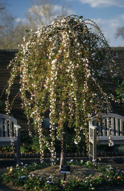 Snow Fountain Weeping Cherry Prunus x Snow Fountain from Taylor's Nursery
