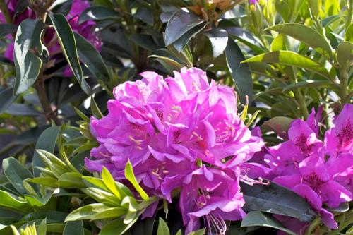 Anah Kruschke Rhododendron Rhododendron catawbiense Anah Kruschke from ... Anah Kruschke Rhododendron Rhododendron catawbiense Anah Kruschke from ...