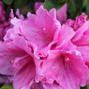 Shrub from Taylor's Nursery