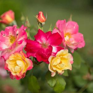 Taylor's Nursery, Inc.